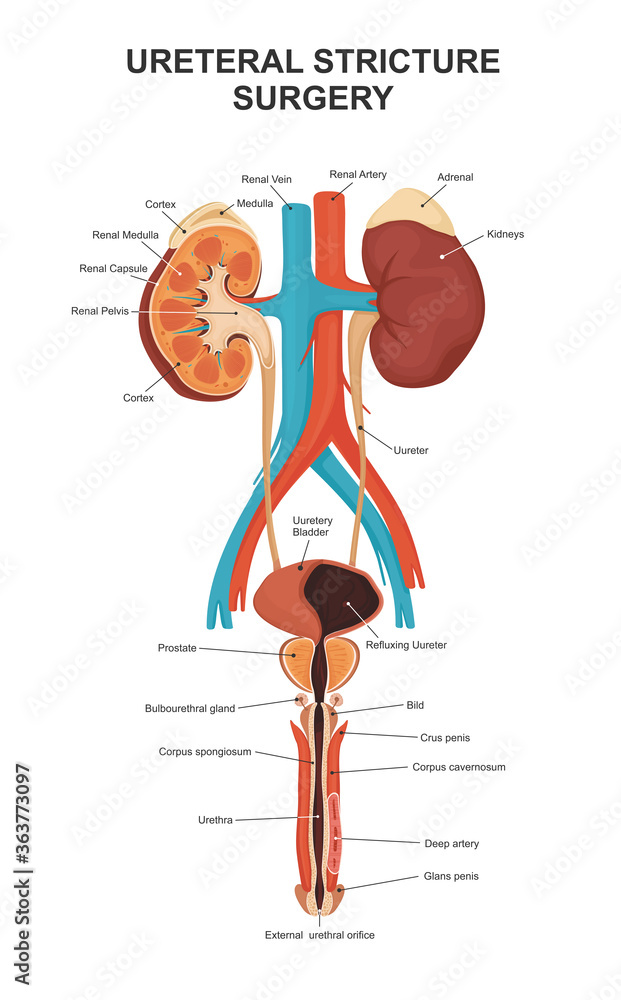 Urinary system. Human kidney anatomy. Kidney, bladder and male genital ...