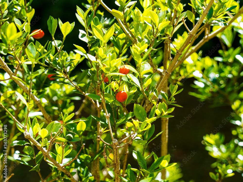 Alyxia ruscifolia | Alyxie épineuse ou chaîne fruit, arbuste à fruits ...