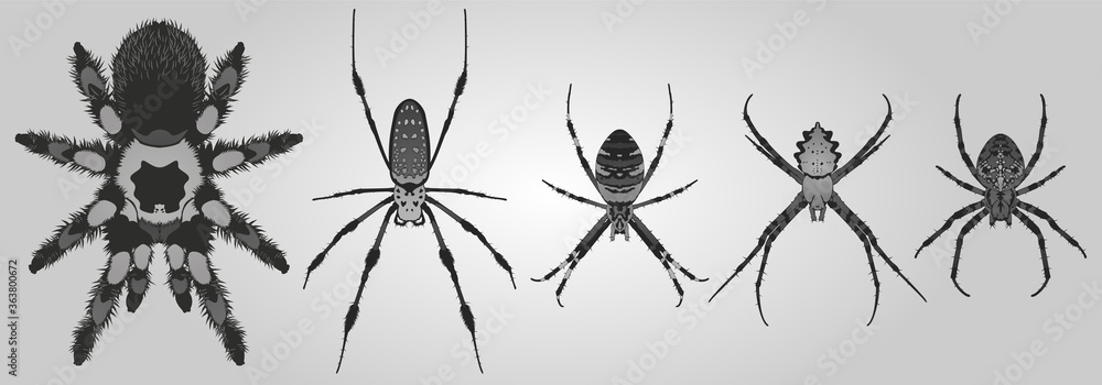 Set of 4 vector scorpions. From left to right: Emperor, Neotropical ...