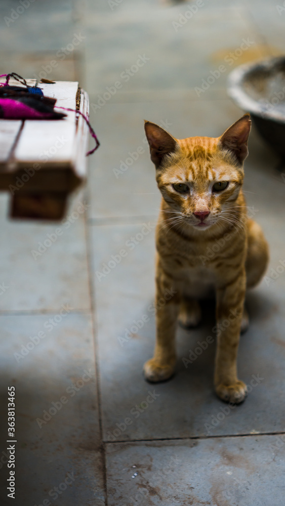 Indian billi breed also known as Indian common cat Stock-Foto | Adobe Stock