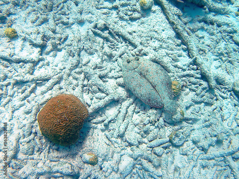Underwater picture of a peacock flounder, or flowery flounder, in the ...