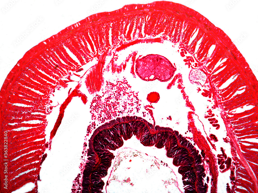 Earthworm Lumbricus Cross Section Earthworms Biology