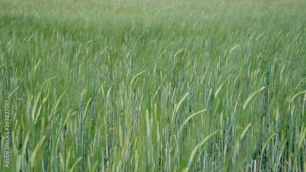 A nice green rye sprouts flutter in the wind in slowmotio Stock Video ...