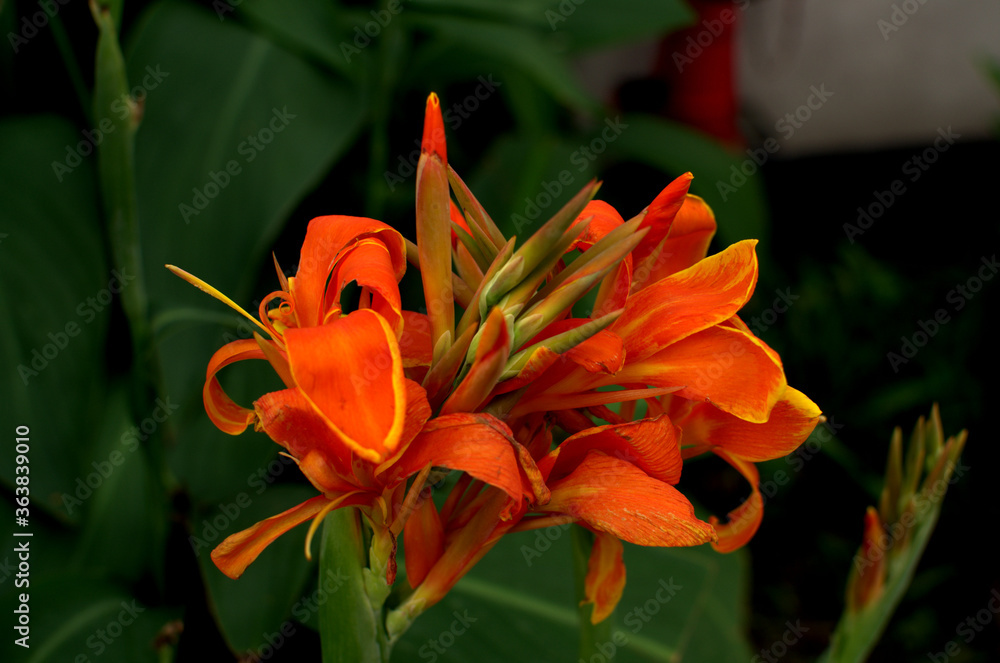 Canna or canna lily is the only genus of flowering plants in the family ...