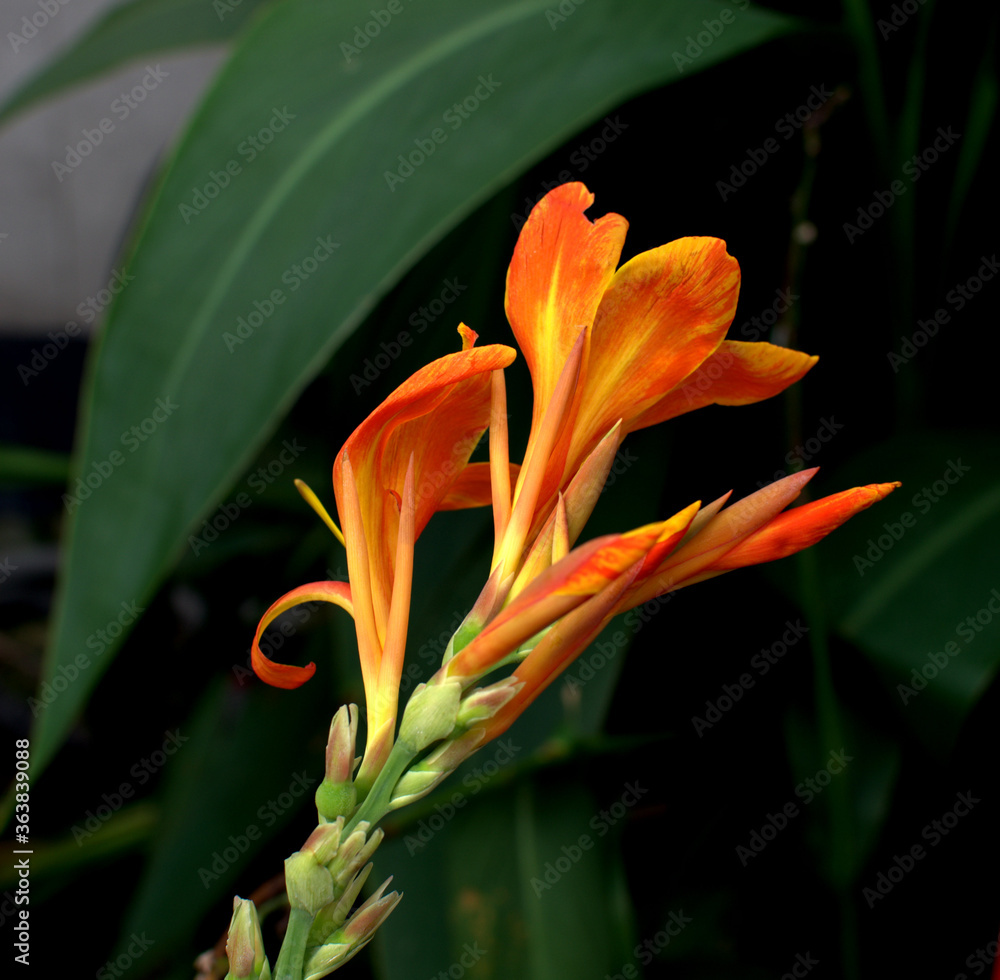 Canna lily flowe on nature. Cannas are not true lilies but have been ...