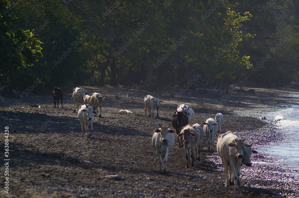 Ongole cattle is an indigenous cattle breed that originates from ...