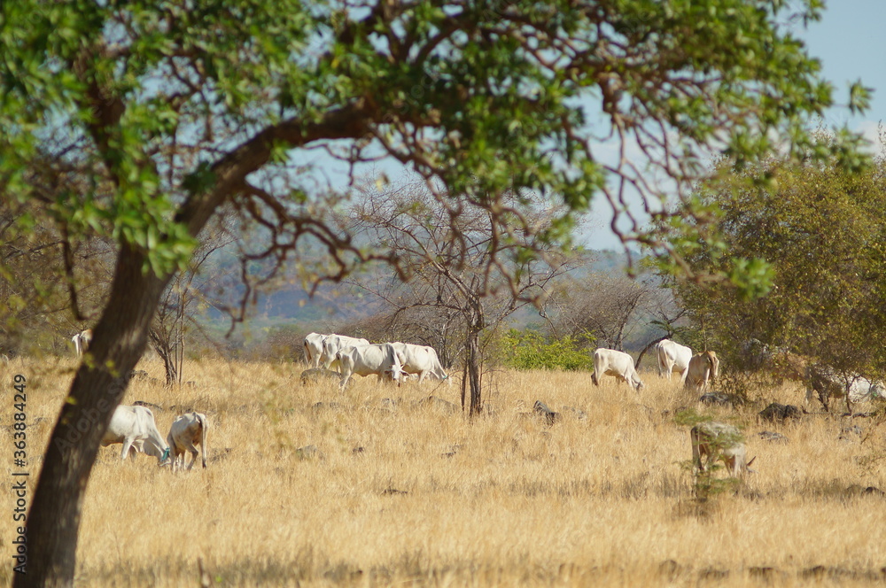 Ongole cattle is an indigenous cattle breed that originates from ...