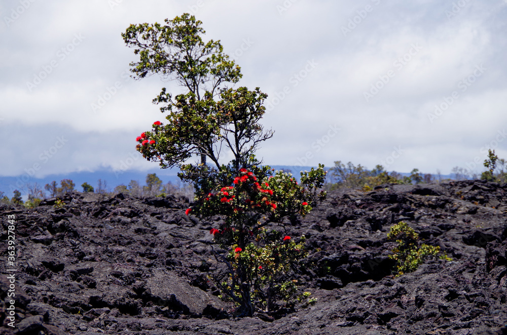 Lava desert with black solidified magma rocks form fertile ground for ...