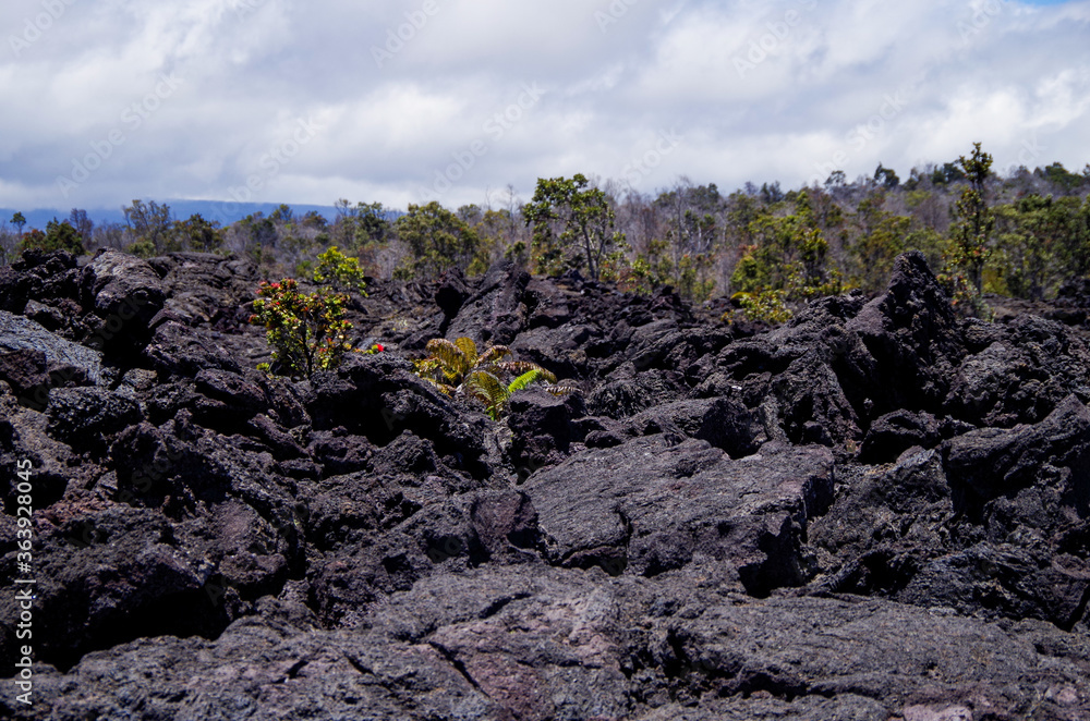 Lava desert with black solidified magma rocks form fertile ground for ...