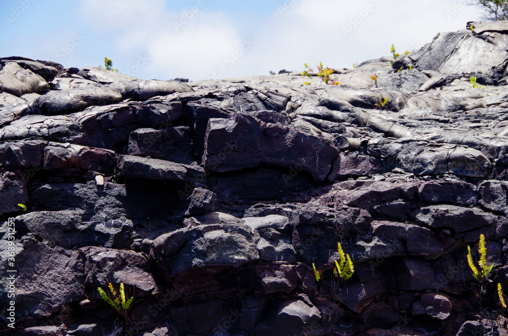 Lava desert with black solidified magma rocks form fertile ground for ...