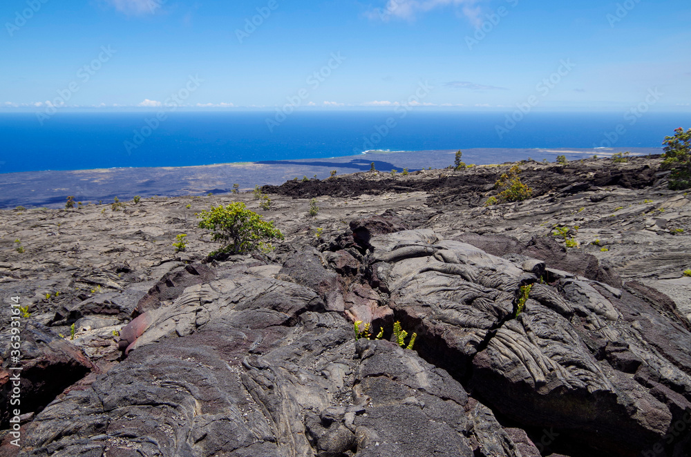 Lava desert with black solidified magma rocks form fertile ground for ...