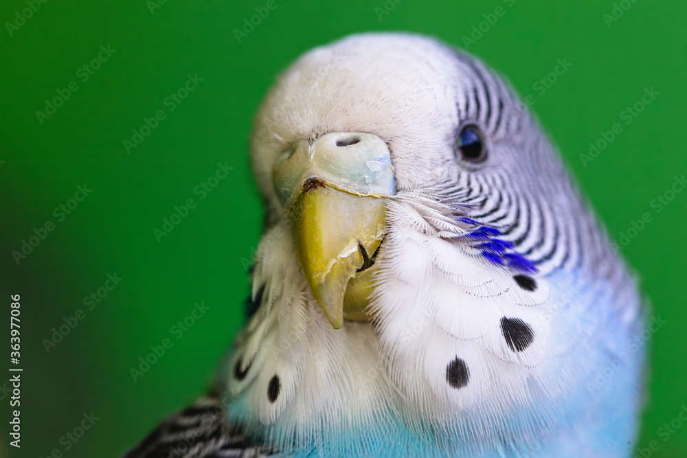 bird with cracked beak, cracked earring. male budgerigar, blue color ...