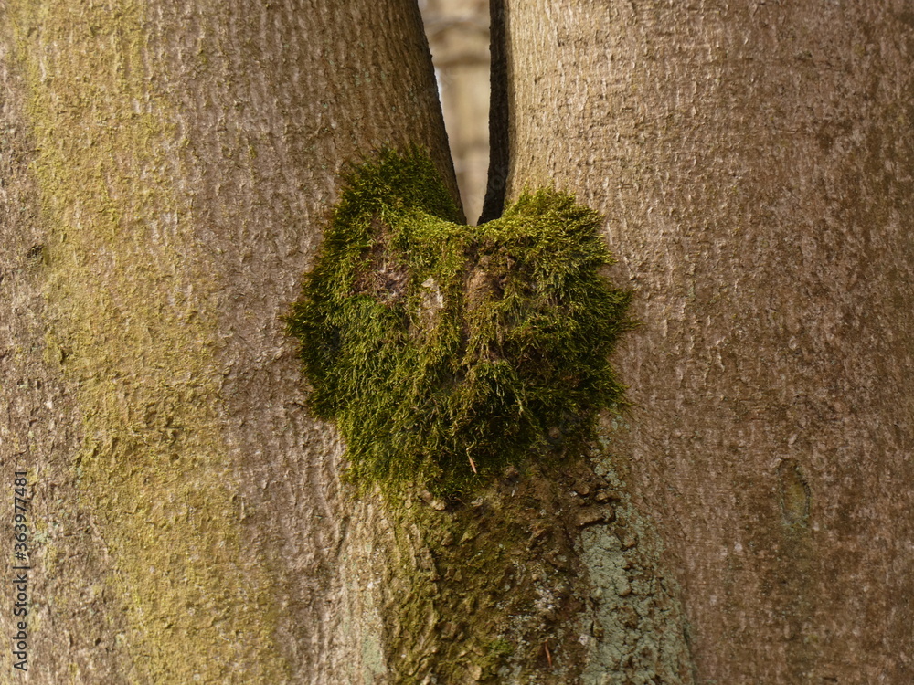 Erotic nature: tree with moss looking like woman's body Stock Photo ...