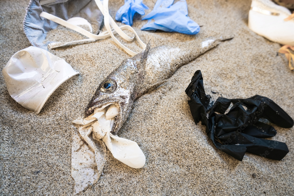Plastic medical Garbage and dead cod fish mouth,disposable waste ...