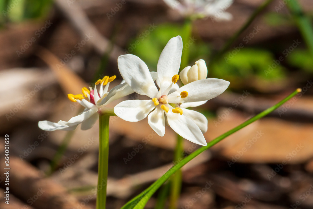 The flower of the Australian native plant known as the Common Early ...