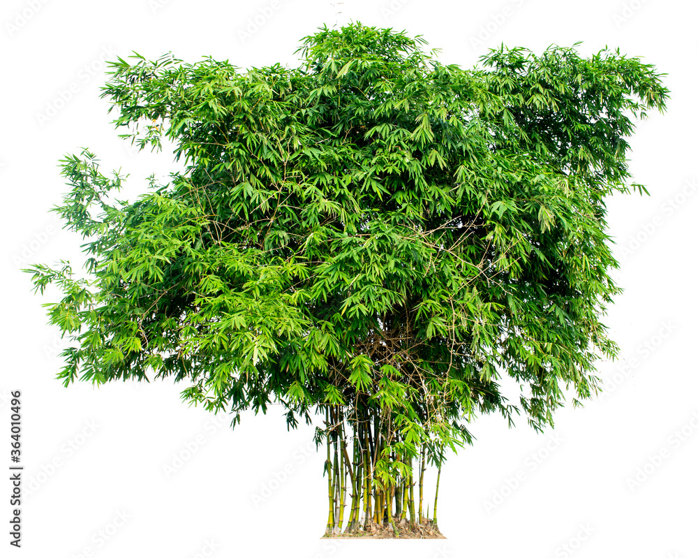 Bamboo trees with long stems and green leaves on a completely separate ...