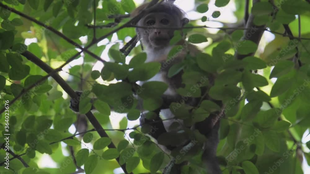 adorable red Toque macaque with long limbs looks up yawns and stands ...