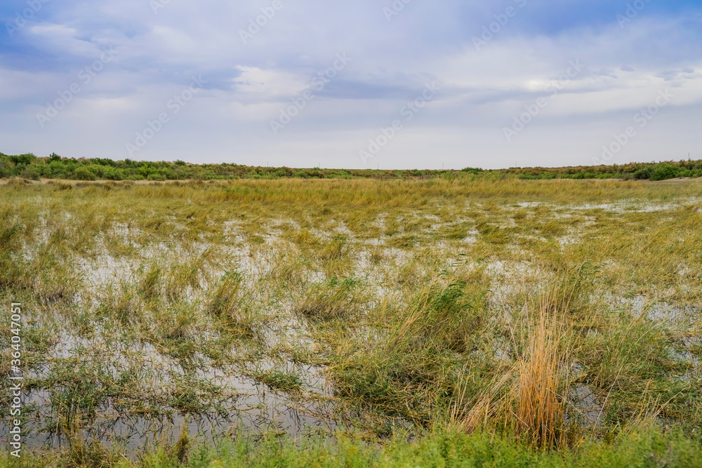 Steppe in the summer. Steppe lake. Swamp in the steppe. Clouds on the ...