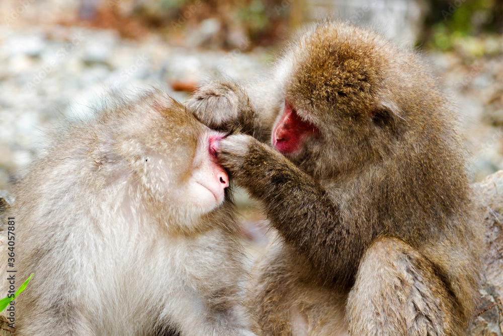 Snow monkeys in a natural onsen (hot spring), located in Jigokudani ...