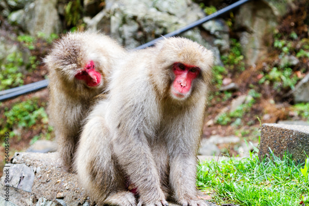 Snow monkeys in a natural onsen (hot spring), located in Jigokudani ...