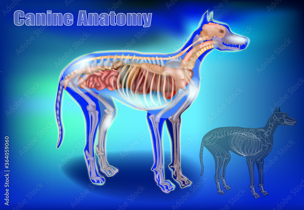 Canine Anatomy. Veterinary Chart 3D. The Dog's Body Systems Internal ...