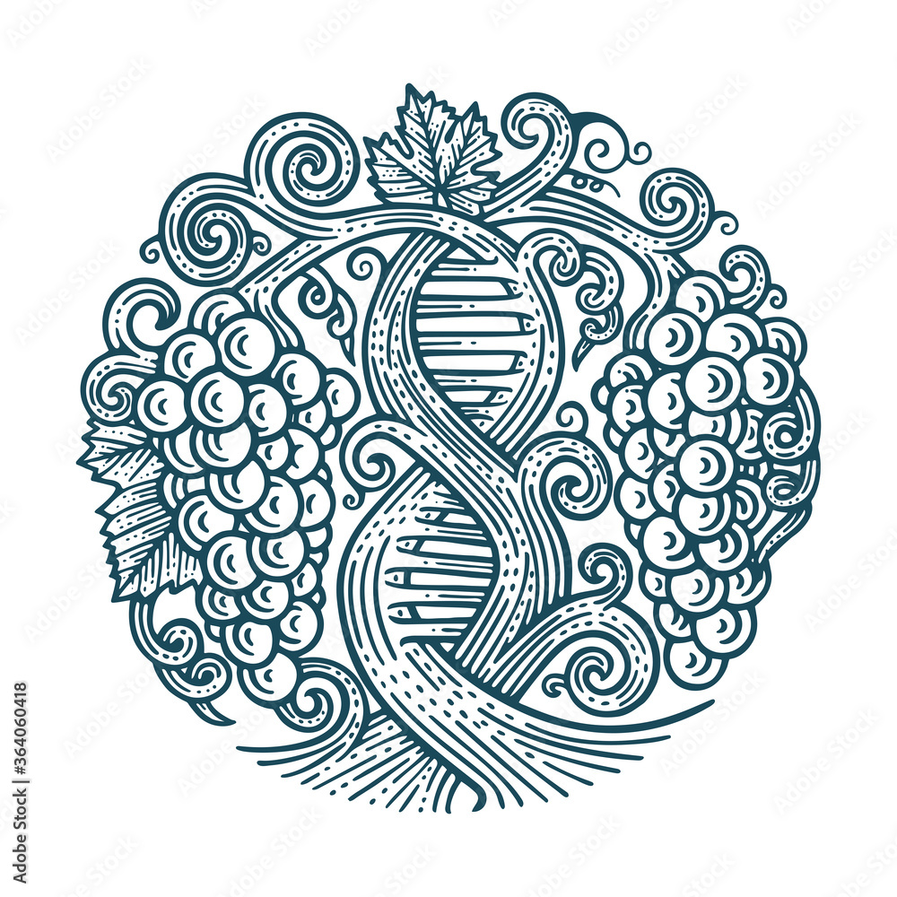 Grape and vine. Wine making tradition concept. DNA and infinity symbols ...