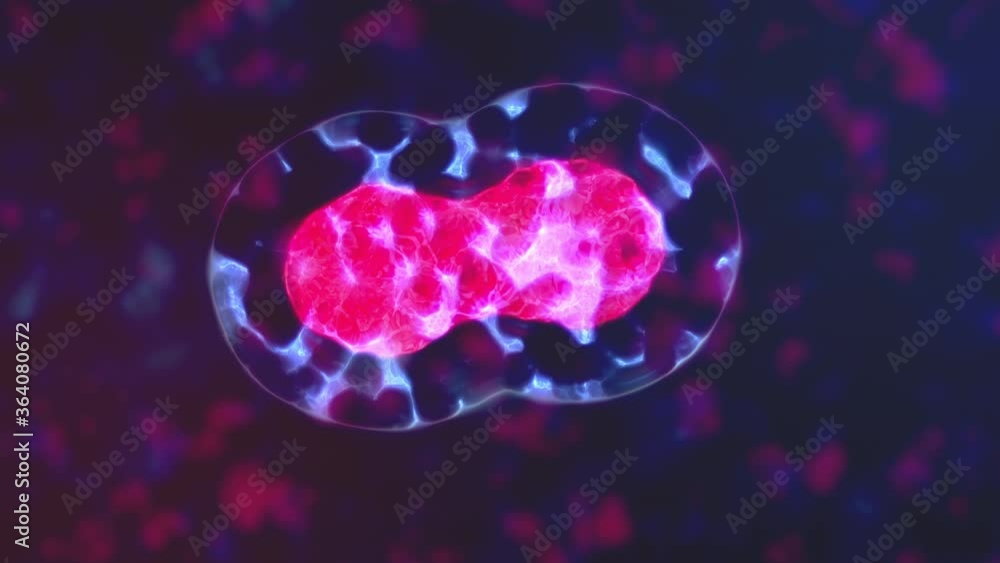 4K Cell Division. Cellular Division Under Microscope. Meiosis and ...