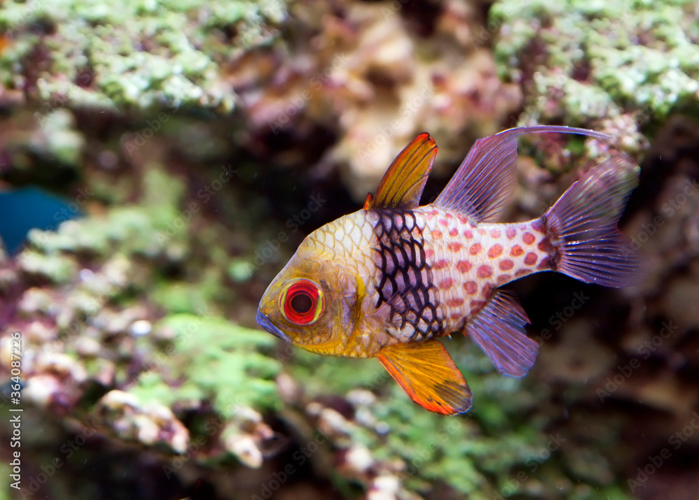 Foto de Spotted yellow apogon fish. This is a popular aquarium fish ...