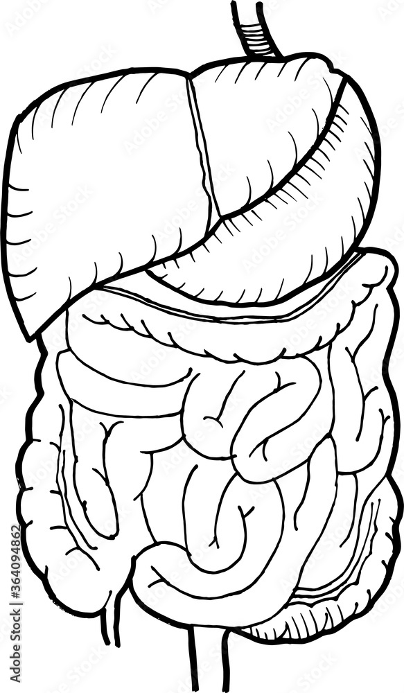 Contour vector outline drawing of human intestine and liver organ ...