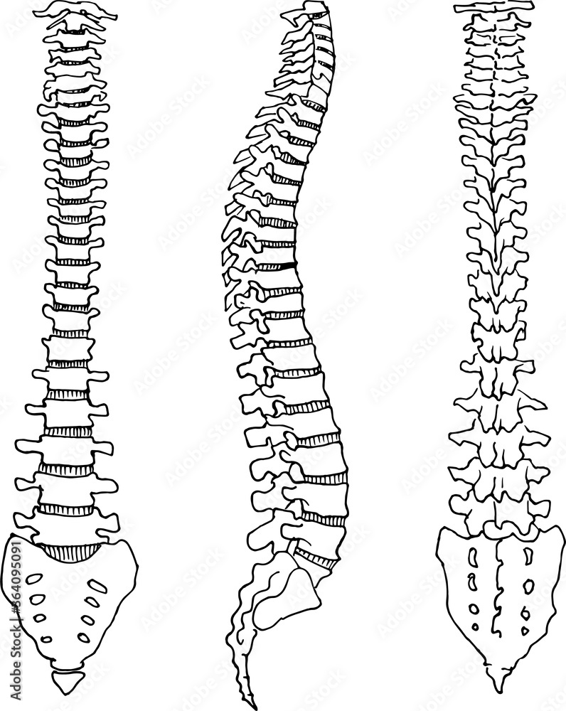 Contour vector outline drawing of human spine skeleton. Medical design ...