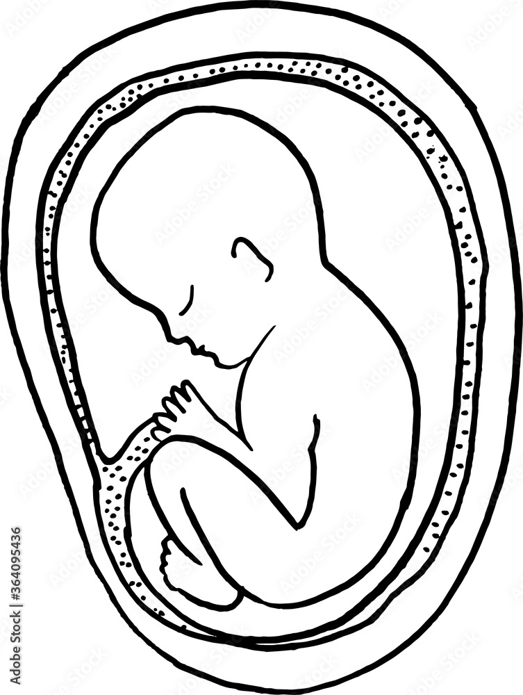 Contour vector outline drawing of human embryo. Medical design editable ...