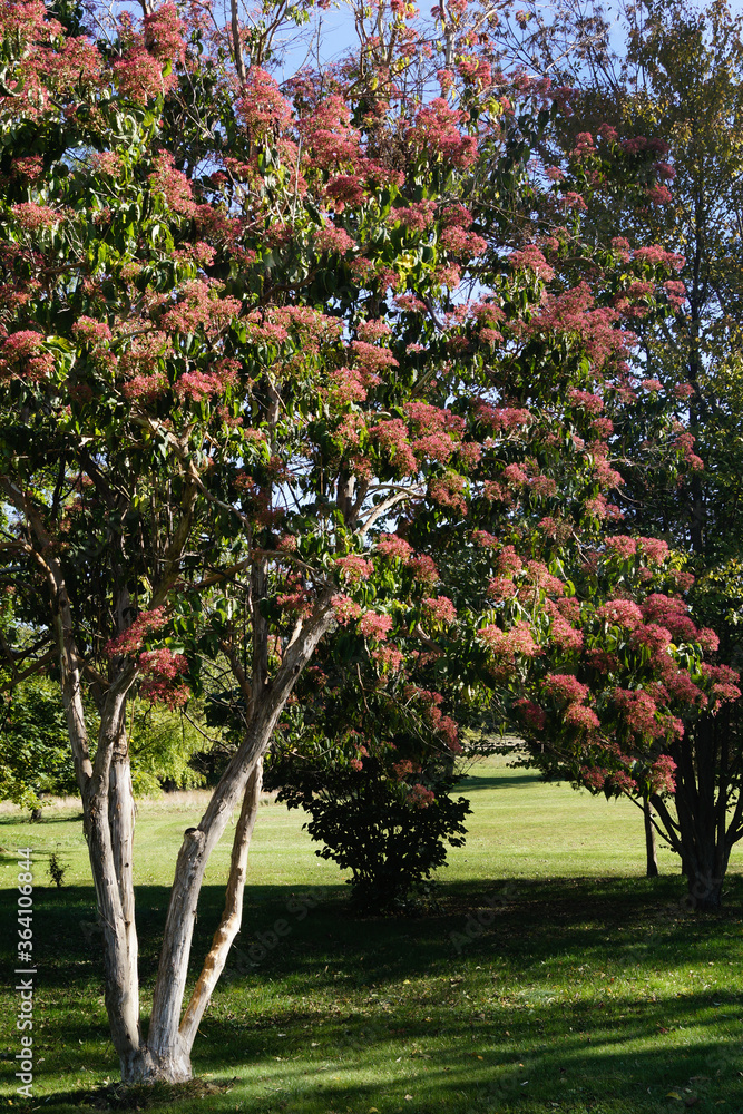 Vertical image of a multi-stemmed seven sons tree (Heptacodium ...