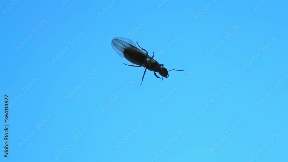 Close up of a winged queen of a black garden ant, isolated on blue sky ...