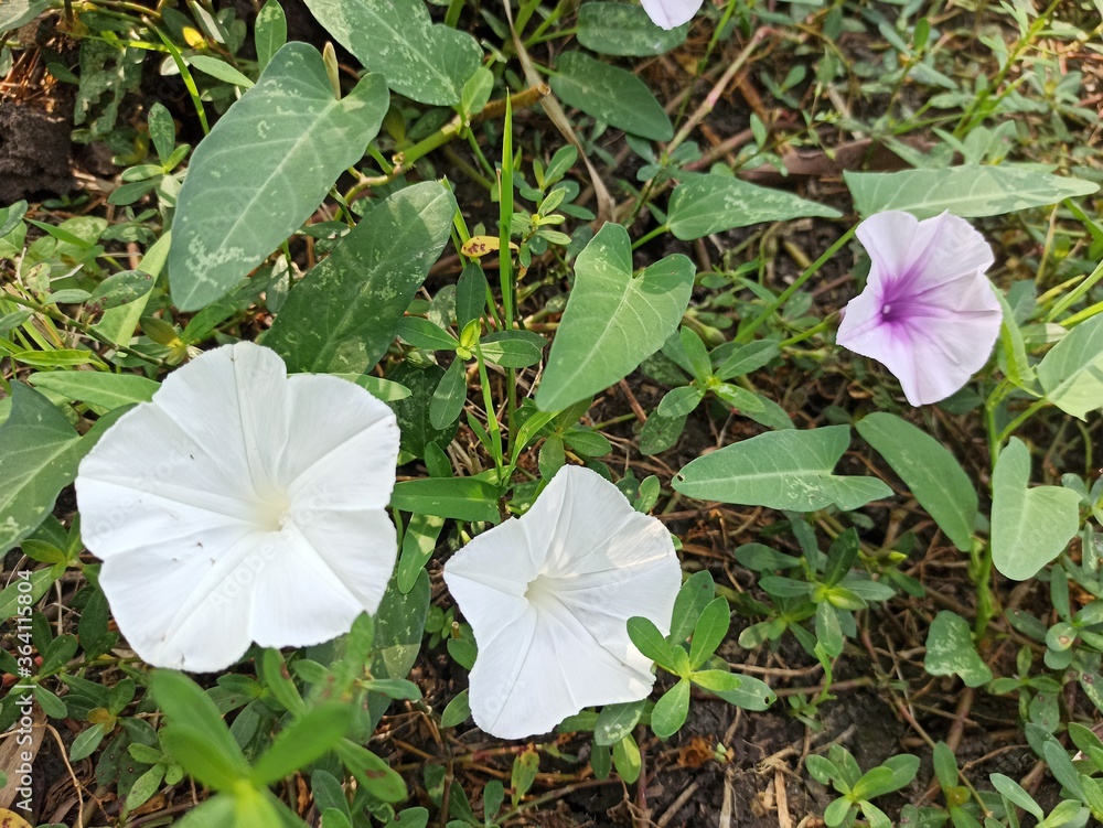 Ipomoea aquatica (water spinach, river spinach, water morning glory ...