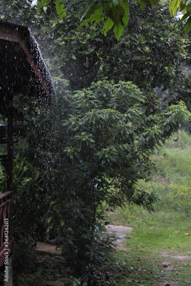 LLuvia en la selva, Taman Negara Stock Photo | Adobe Stock