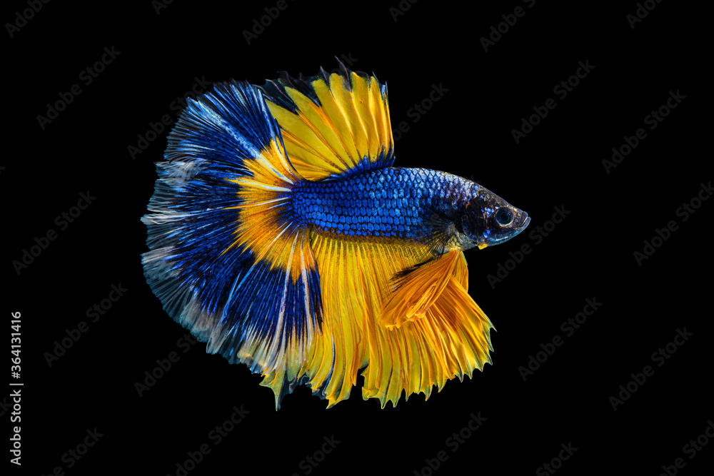 The moving moment beautiful of yellow and blue siamese betta fish or ...