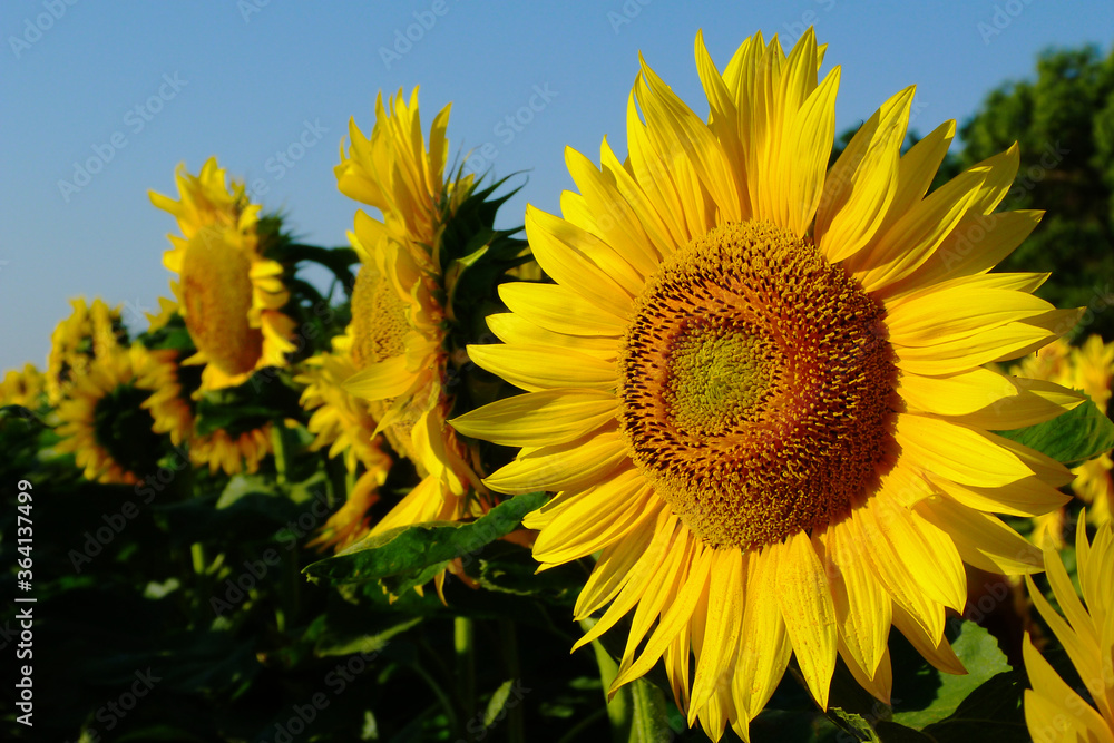 beautiful sunflower heads with light blue background in bright summer ...