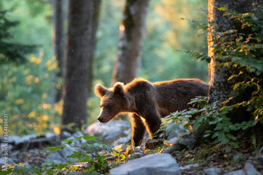 Brown bears in the forest. European bear moving in nature. Brown bear ...