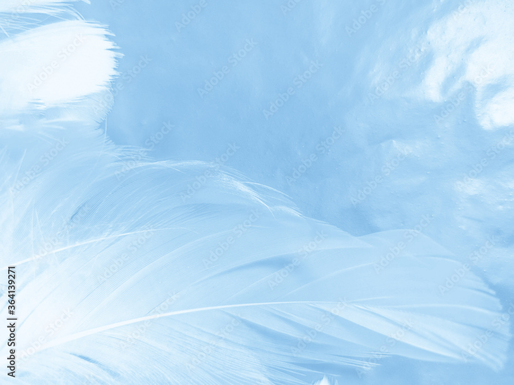 Beautiful abstract colorful blue feathers on white background and soft ...