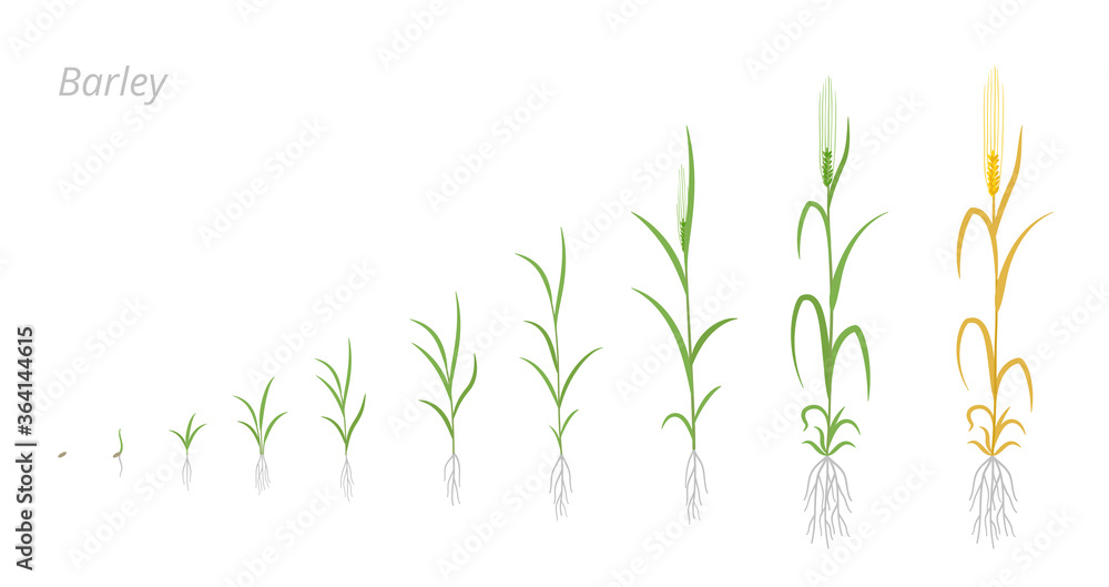 Barley plant growth stages development. Hordeum vulgare. Species major ...