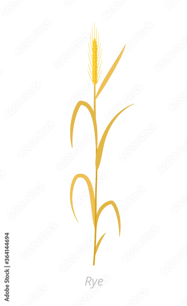 Rye plant. Orange ripe and dry. Secale cereale. Species of cereal grain ...