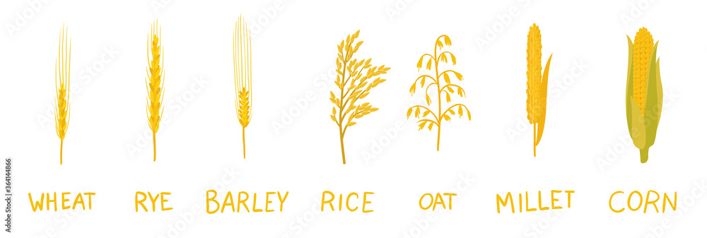 Different types of cereals. Cereal grain. Agronomy clipart. Vector ...