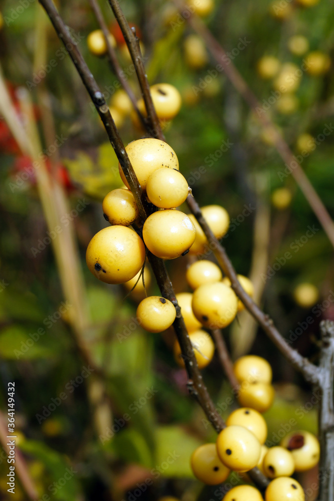 Vertical image of the deciduous shrub Berry Heavy Gold winterberry ...