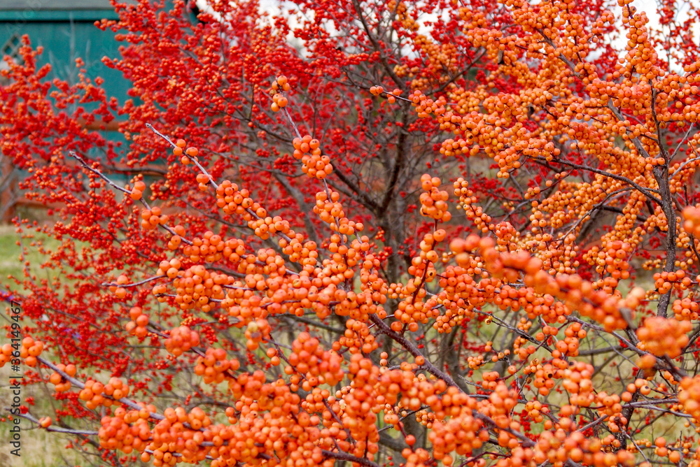Horizontal closeup of 'Winter Gold' and 'Winter Red' winterberry holly ...