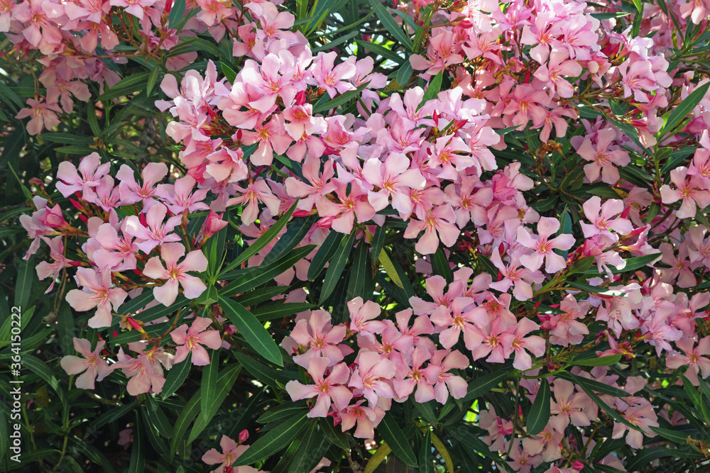 Bright pink flowers of oleander tree ( Nerium oleander ), background ...