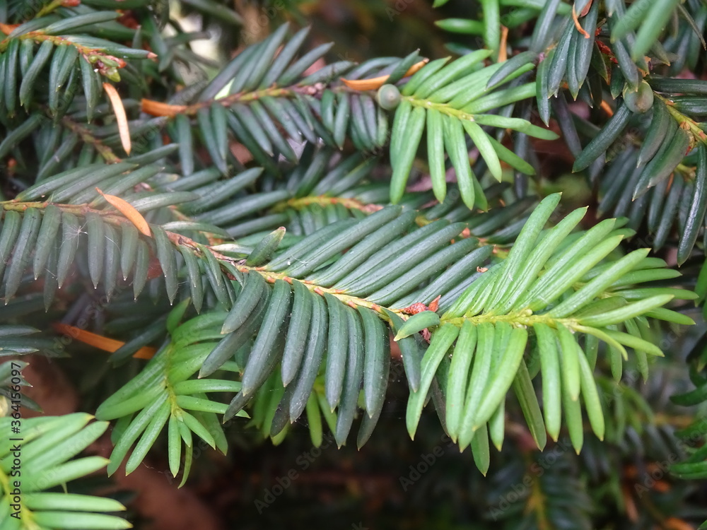 DETALLE DE LAS HOJAS DEL TEJO (TAXUS BACCATA)- DE COLOR VERDE. foto de ...