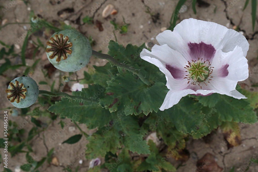 White flower with violet internal petals and green poppy-heads of Opium ...