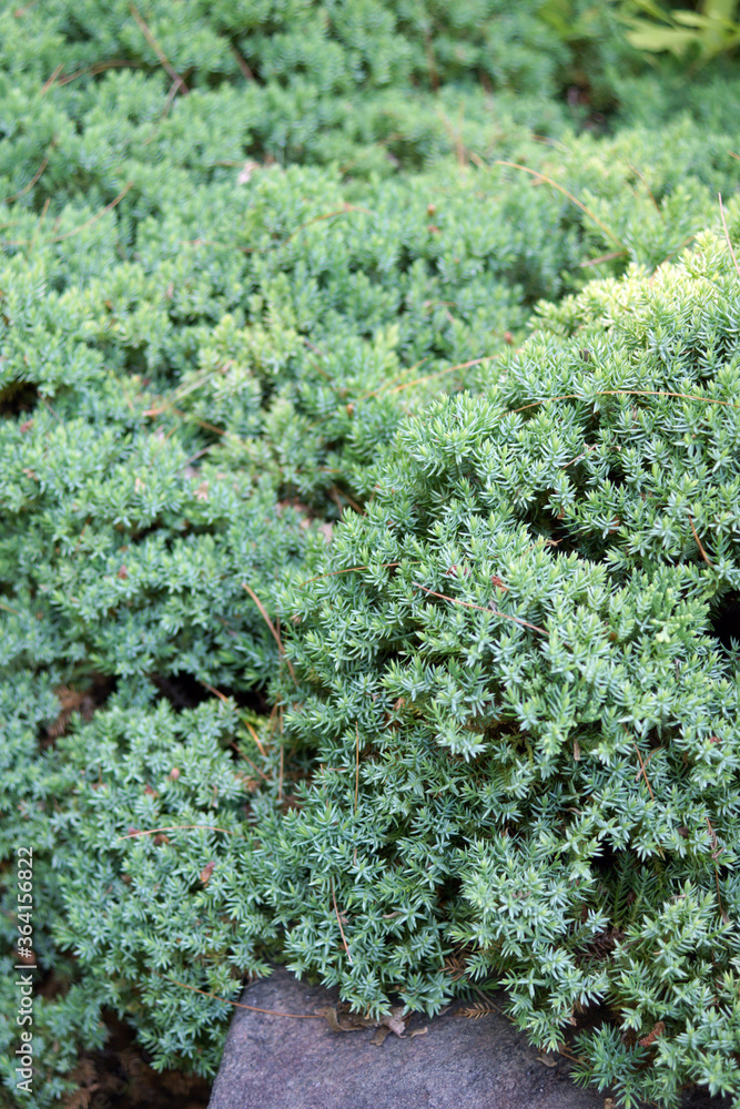Dwarf Japanese garden juniper (Juniperus procumbens 'Nana') in a garden ...