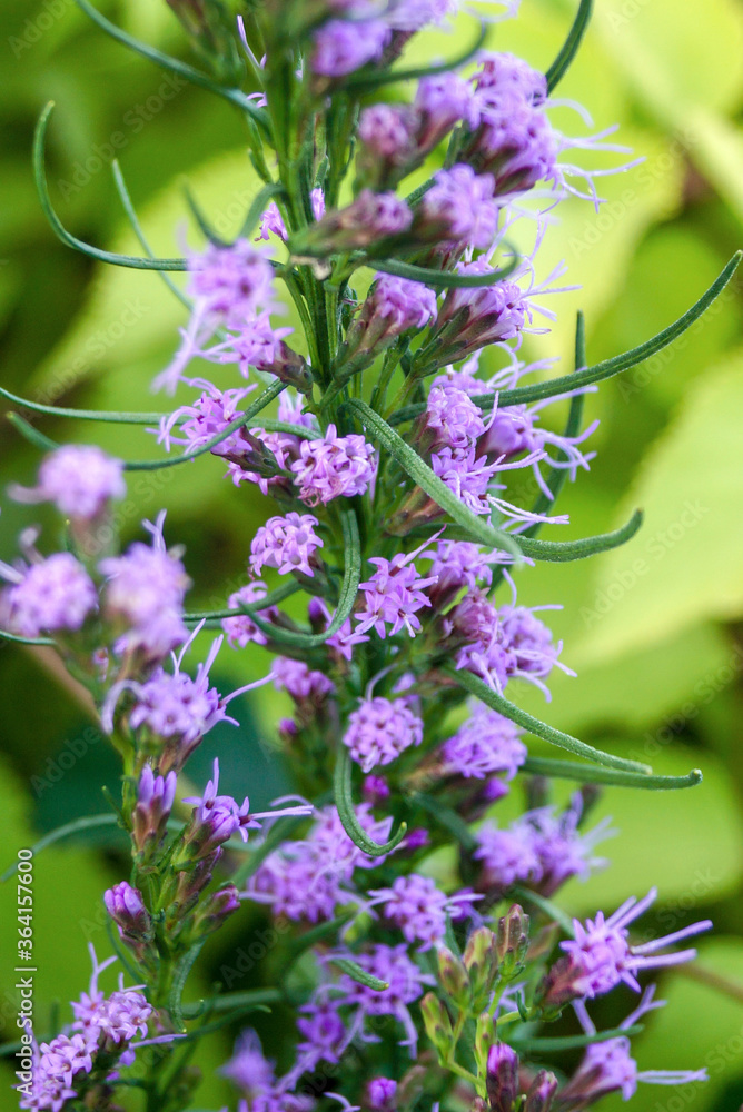 Vertical closeup of Liatris microcephala, commonly known as dwarf ...