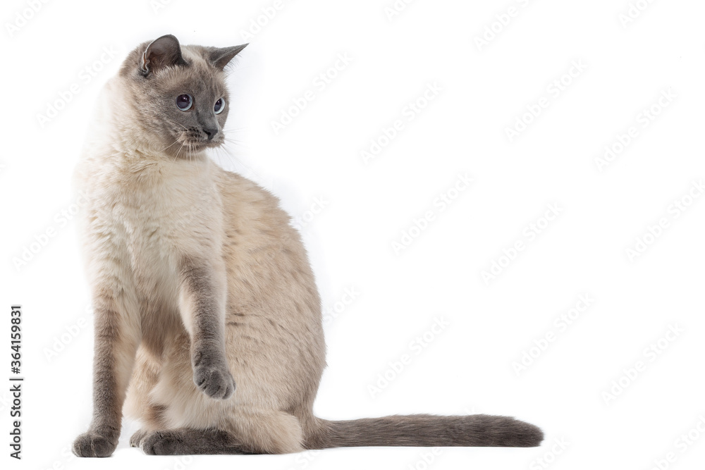 Why Does My Cat Lift His Paw at Kristina Hertz blog